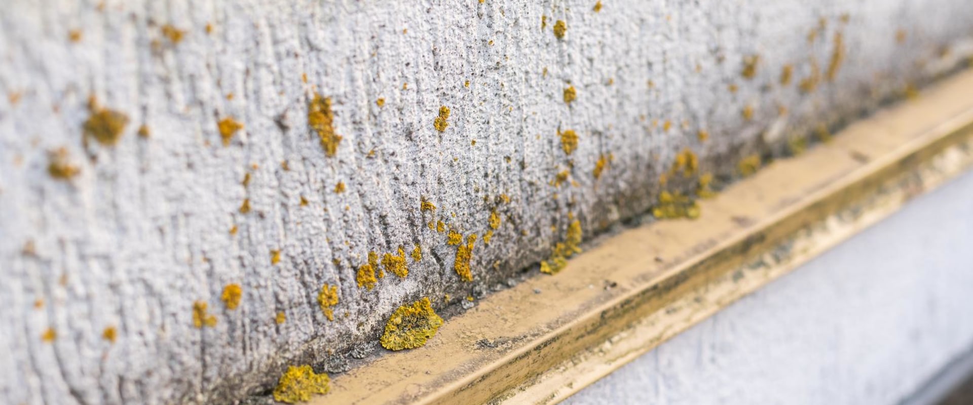 The Impact Of Mold Remediation On Kansas City Apartment Investments: A ...